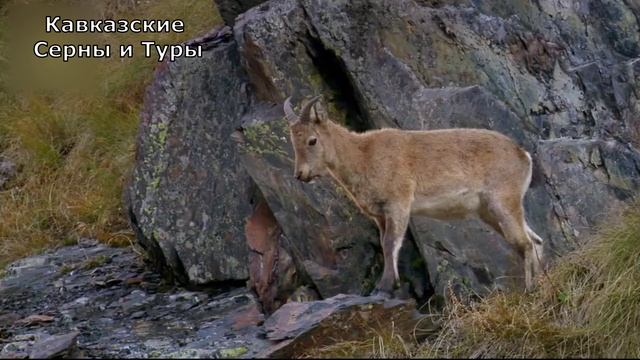 кавказские серны и тур