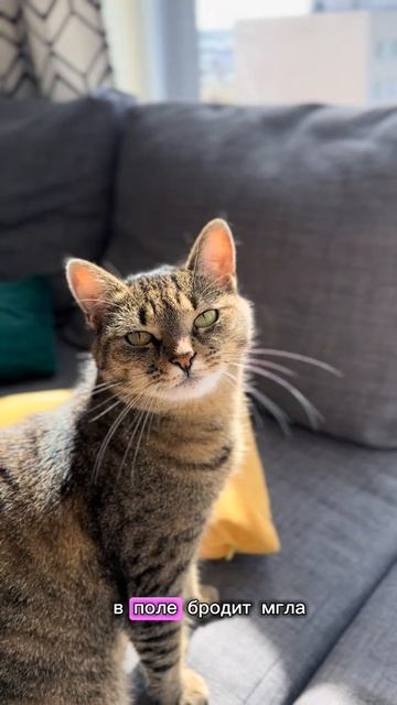 Мы споём с котом вдвоём
