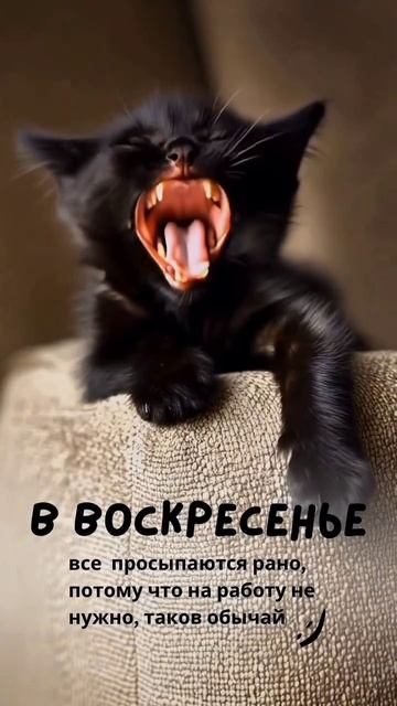 Нейрокотики