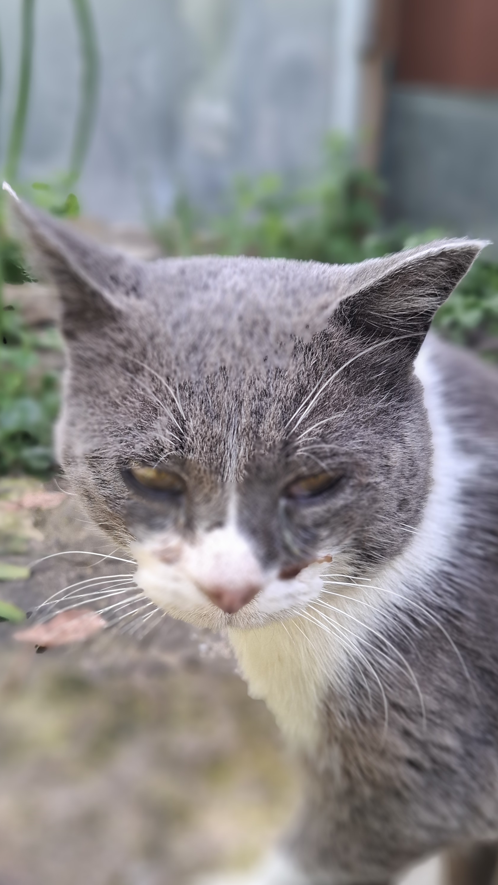 Смешные котики (наверно) 2 часть