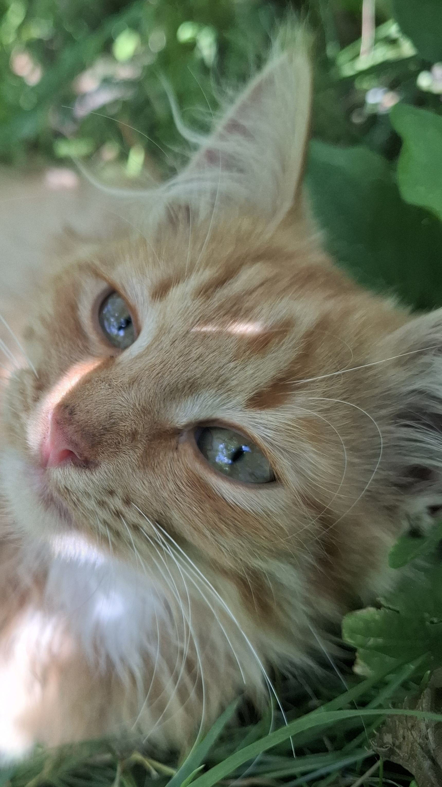 Смешные котики (наверно) 3 часть. (Автор песни Пётр Андреев в исполнение Татьяны Куртуковой