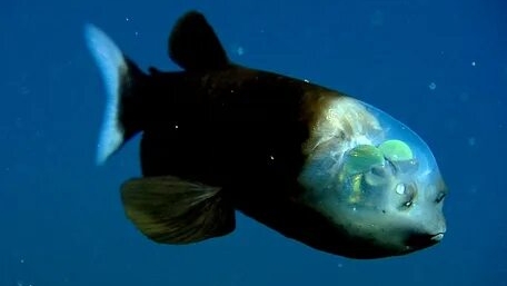 три интересных существа полу́ночной зоны тихого океана.🌊(1 часть)