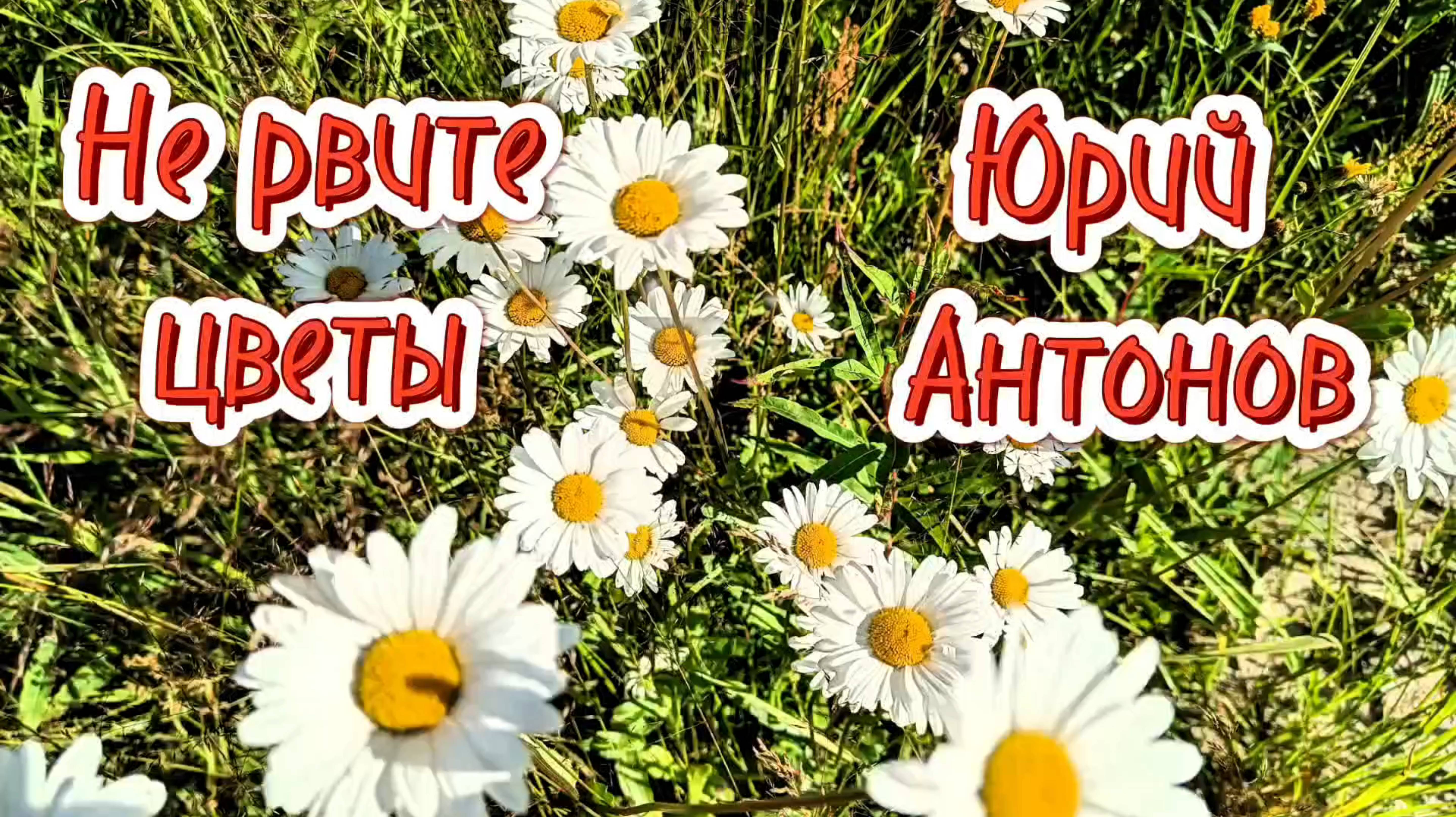 Не рвите цветы, не рвите! Красивая песня.