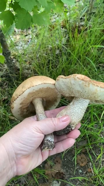 Нашествие Грибов!🍄