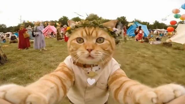 СРОЧНОЕ ОБРАЩЕНИЕ К ПОДПИСЧИКАМ ОТ РЫЖЕГО КОТА