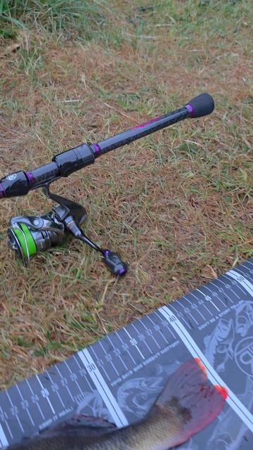 Ловля окуня на личинок