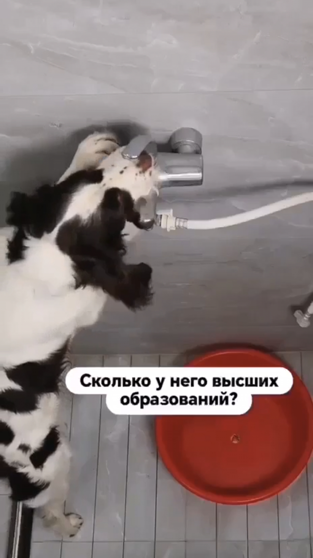 Очень умная собака