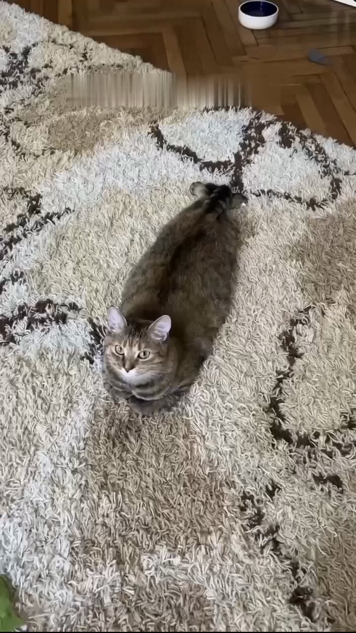 Кото кит