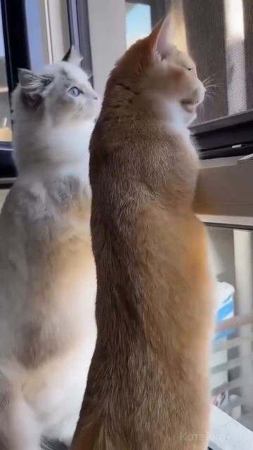 Коты прямоходящие 🙀