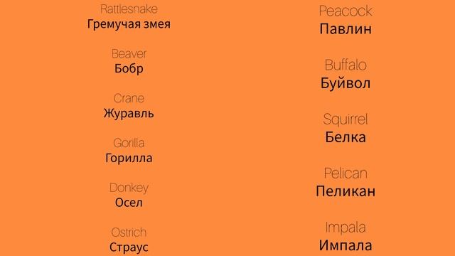 Животные 5 Animals 5