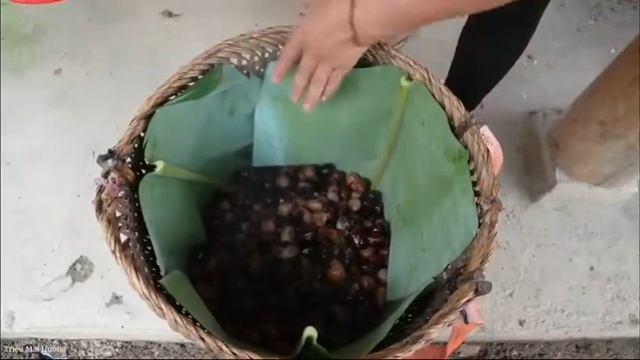 "Harvesting Phoenix Eye Seeds - Simple Processing At Home To Bring To The Market To Sell".Trieu Mai