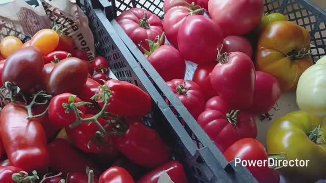 Заготовка, томатов на зиму