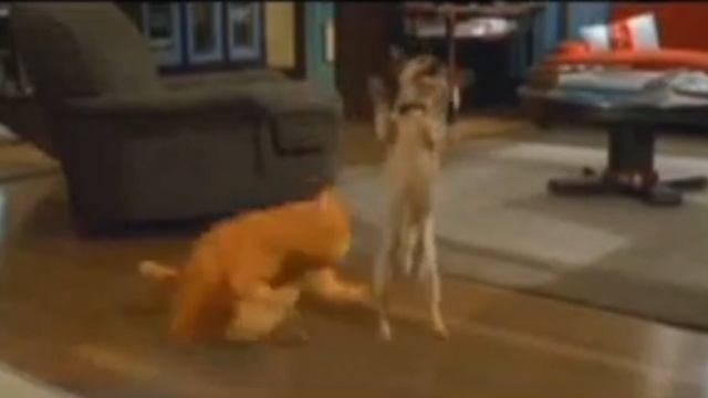 Гарфильд зажигает...