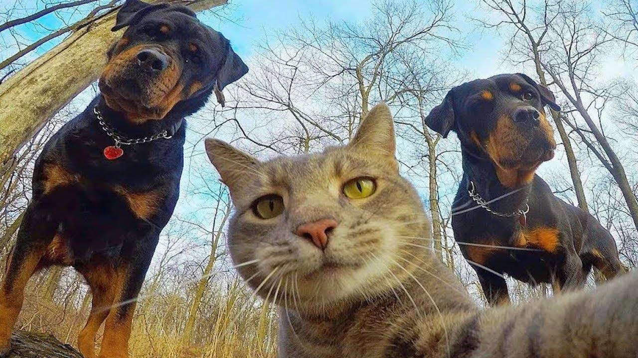 ПРИКОЛЫ С ЖИВОТНЫМИ ДО СЛЕЗ #127 Смешные КОТЫ И СОБАКИ  Приколы