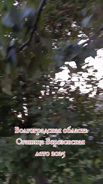Яблоня. Станица Березовская