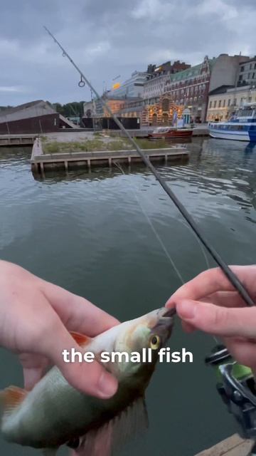 Ловля окуня