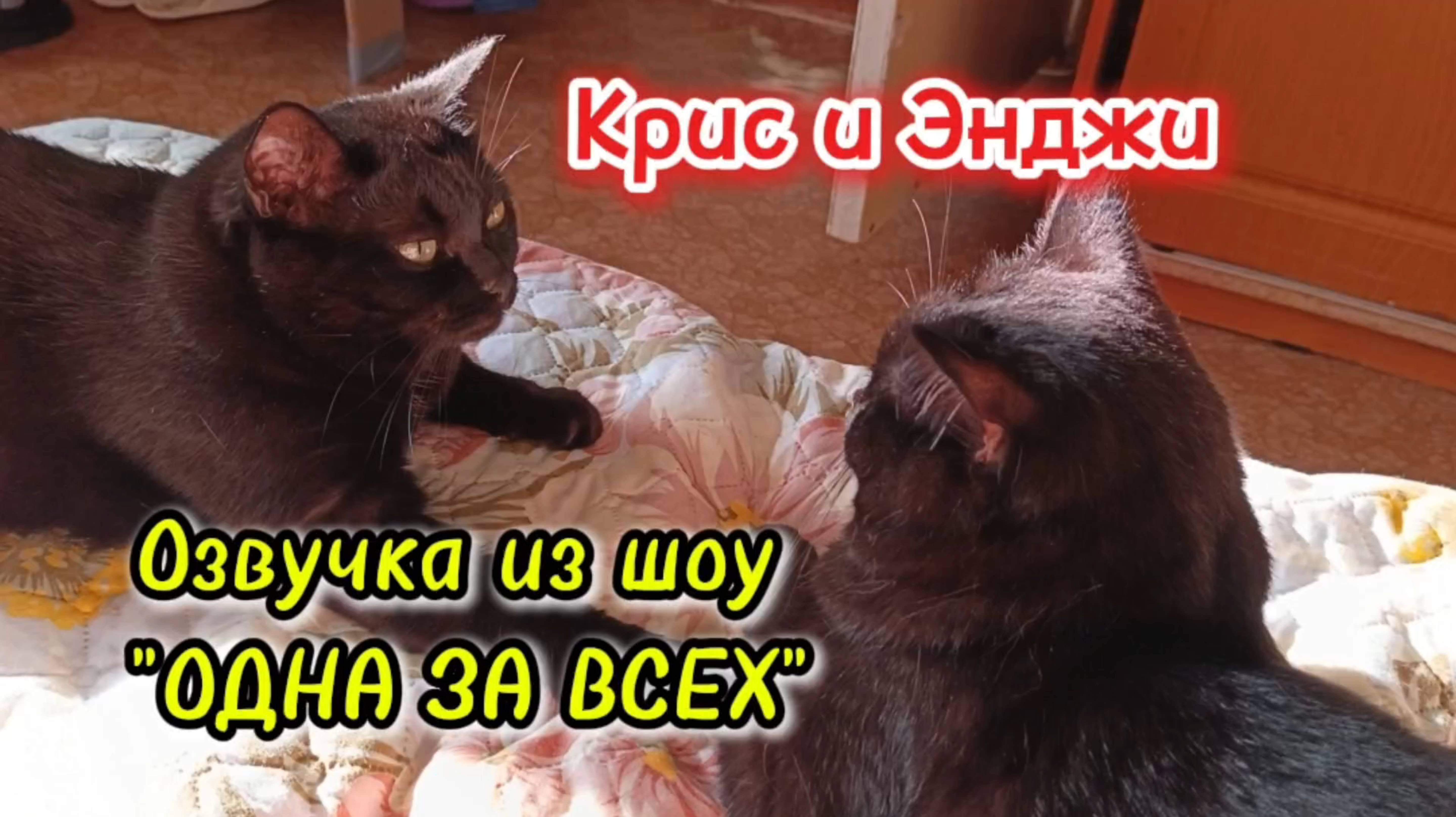 Кошки с озвучками. Крис и Энджи. Озвучка из шоу "одна за всех"