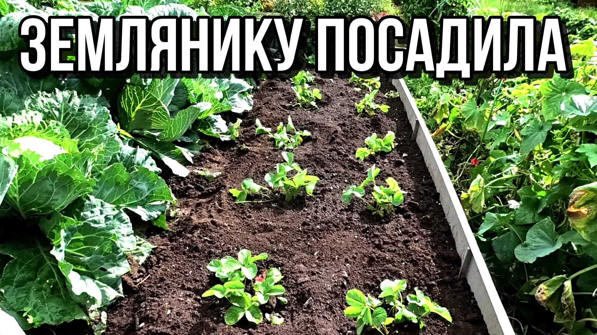Новая машина, помидоры, огурцы и угловая скамейка для подруги. 10 августа.