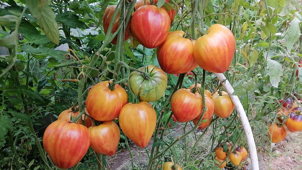 Томат Кардинал на соломе полосатый