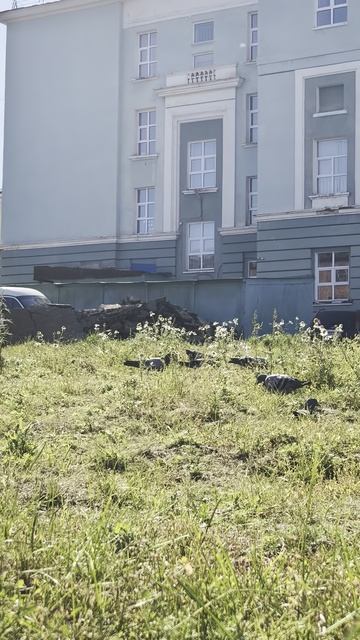 Пасутся коровы, но они с крыльями ...