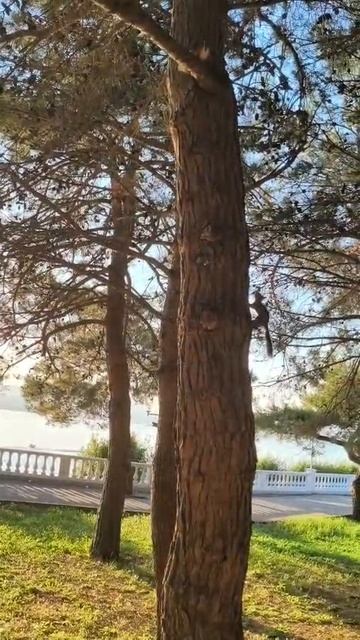 Веселые белочки