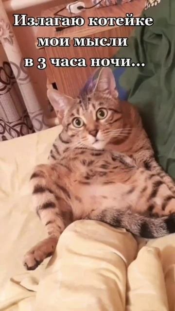 Это вам не кото мысли!
