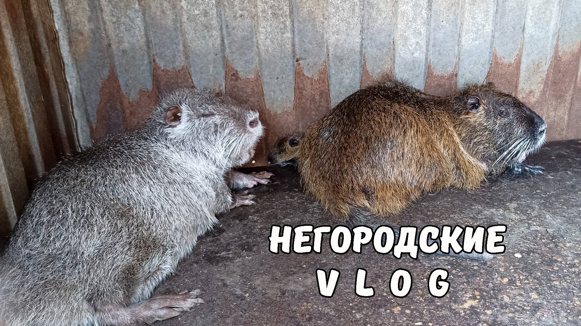 Кукурузу грызуны не хотят, ждут кашу! 03.08.25