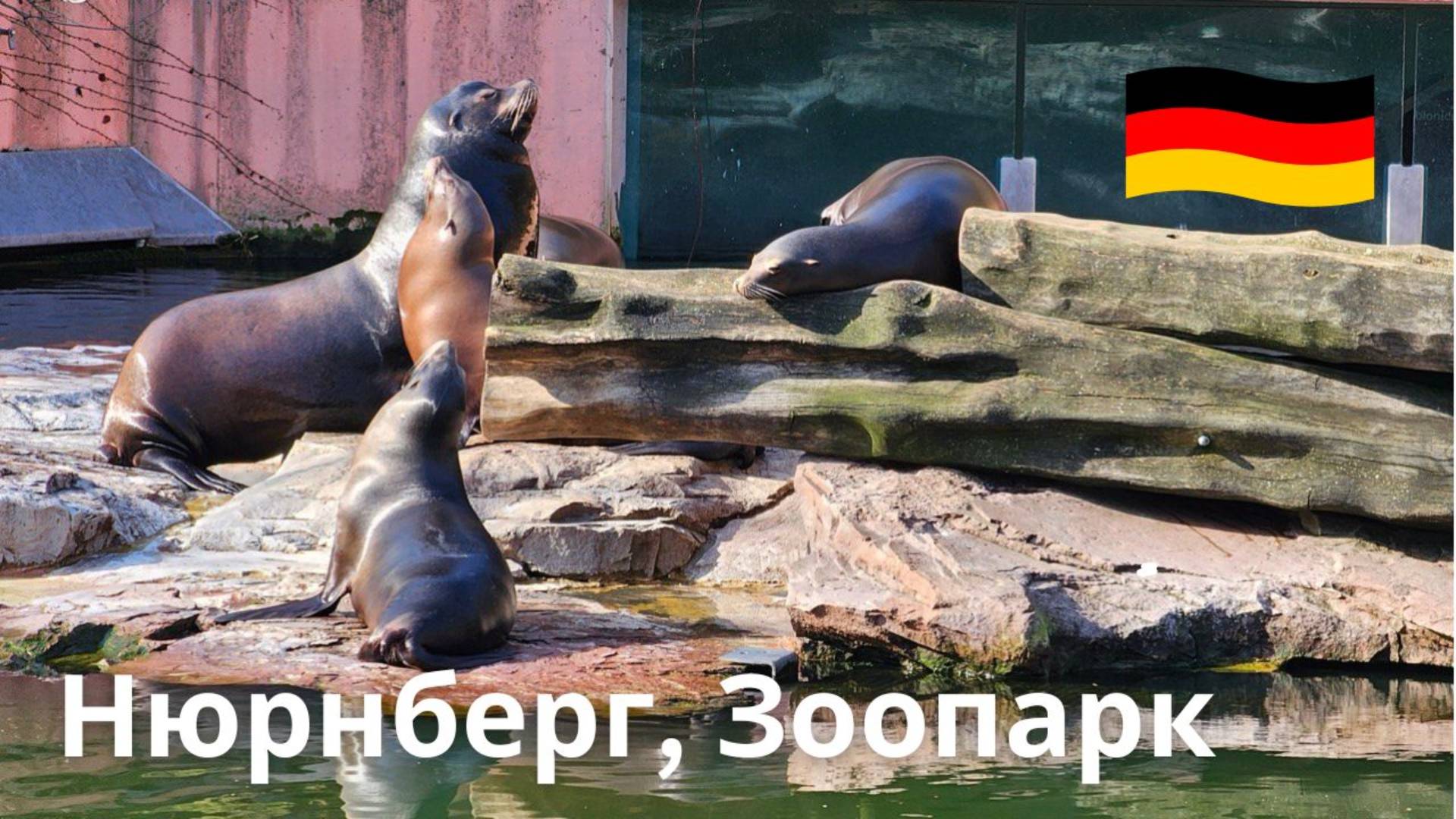 Нюрнбергский зоопарк, Германия — место, которое нельзя пропустить