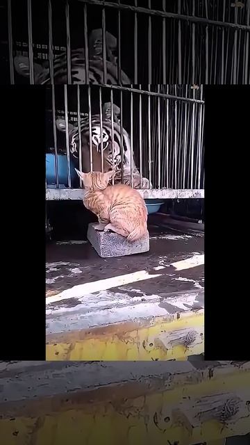 приколы животных ха .ха ха....