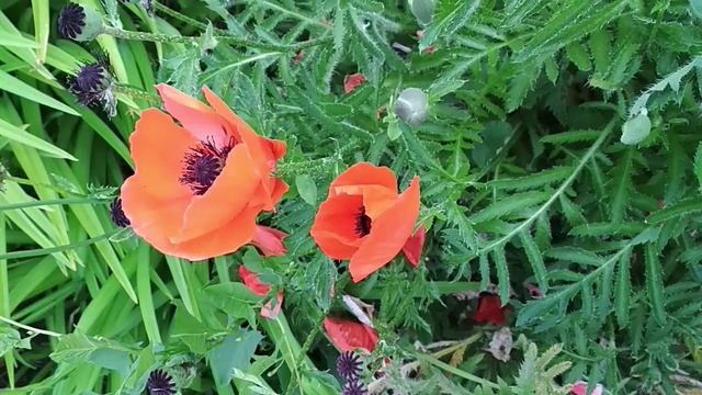прогулка с пчелами по поляне ромашек , пчелы, шмели, ЦВЕТЫ- симметрии красоты- жизнь ПЧЕЛЫ - цветы