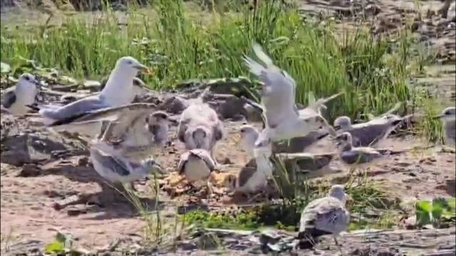 Донские чайки