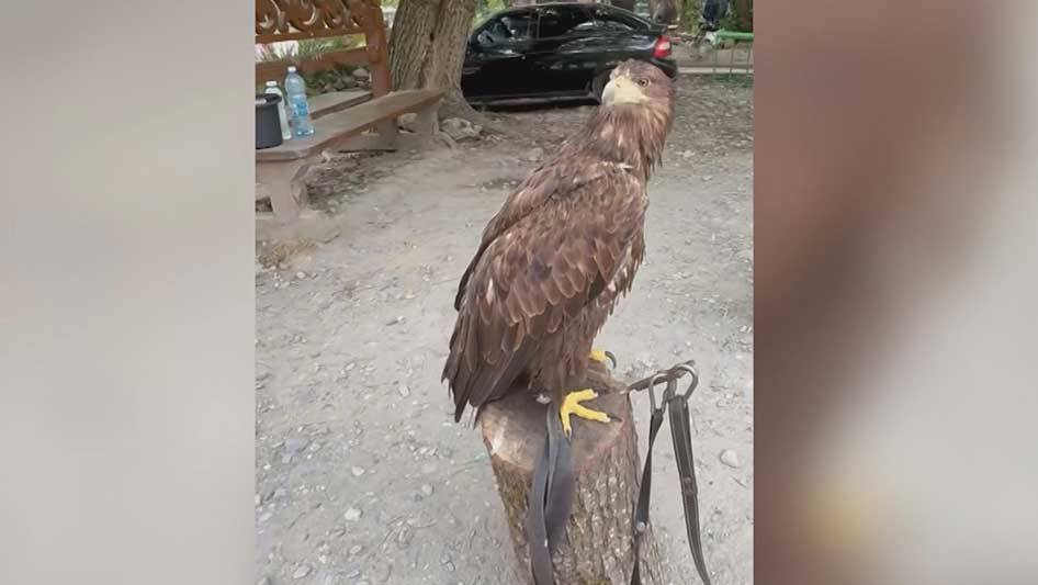 В Сочи обнаружили фотографов-живодеров с краснокнижными птицами