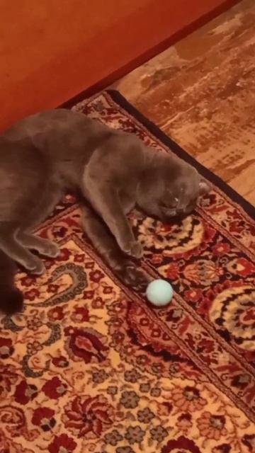 Кот Атос лениво играет с шариком #shorts #котатос #котиграет #коты #кошачьиигры
