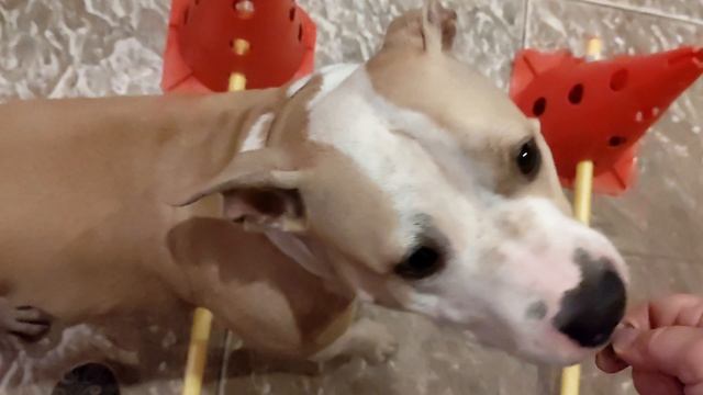 Tcenniy Prize Idillia, знакомство с кавалетти.