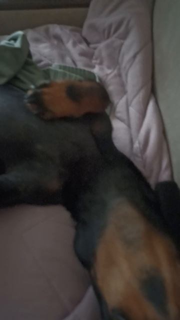 Такса 🐩 как спит 😴