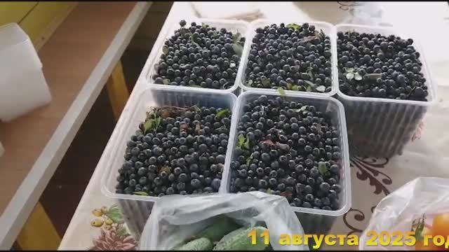 7 соток. В лес за черникой. Посадила лилии. Хроника 11 августа 2025 год