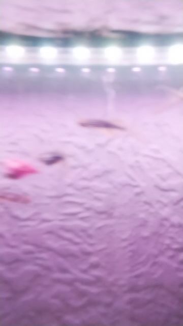 И УМЕНЯ ПОЯВИЛСЯ РЫБКА 🐠 ЦВЕТ ЖЁЛТЫЙ ИЛИ САЛАТОВЫЙ