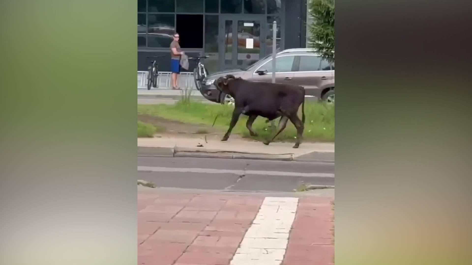 В Люберцы заглянул бык