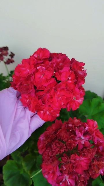 Ая Исфахан, пеларгония