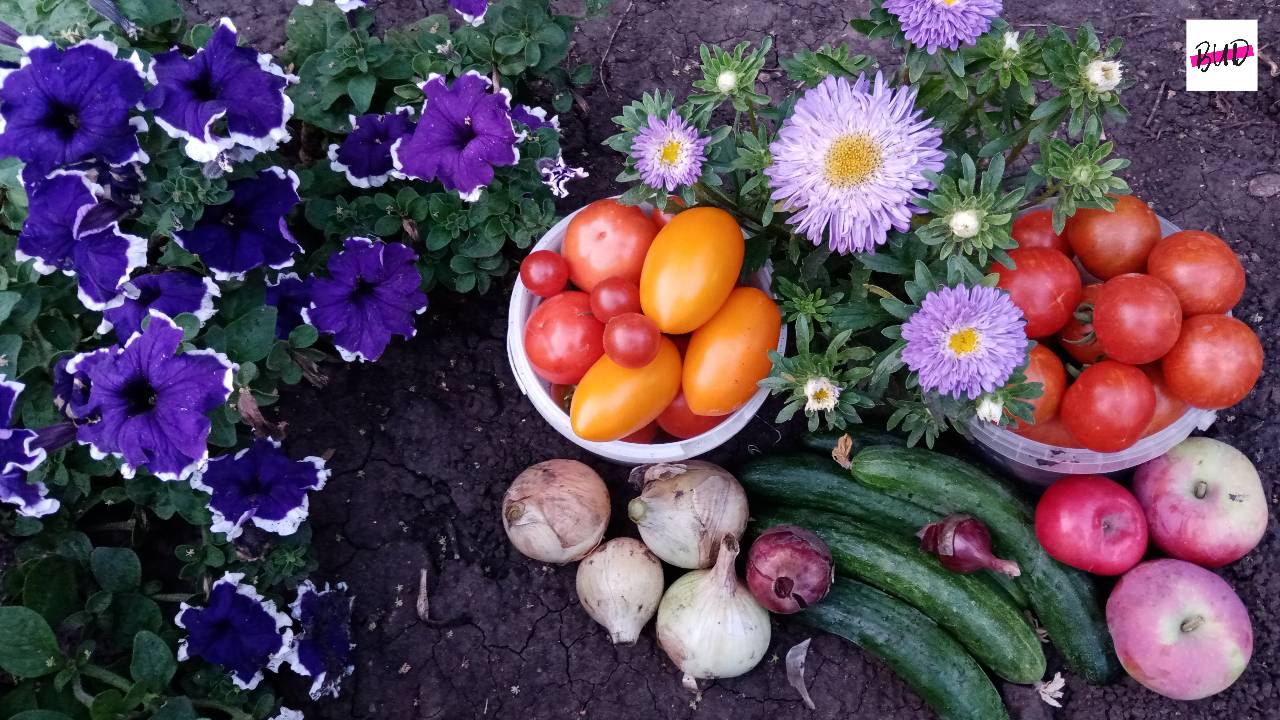 ДАЧНЫЕ ДЕЛА ПРОДОЛЖАЮТСЯ.