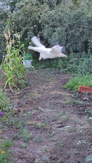 Кошка, которая пытался летать. #шорты