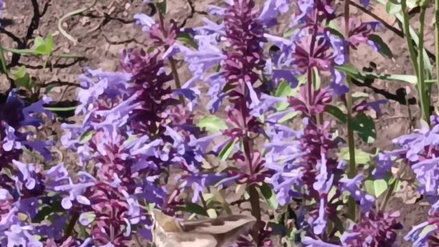 пчелы шмели ЦВЕТЫ симметрии красоты жизнь ПЧЕЛЫ -дорога цветов2Х