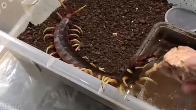 Скалапендра