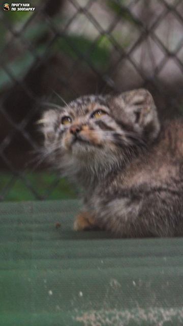 Котёнок манула Снежинки мечтает. Новосибирский зоопарк