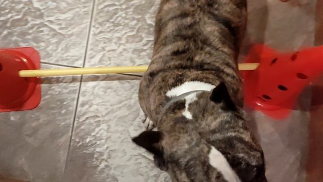 Tcenniy Prize Empress, Эми суетолог.