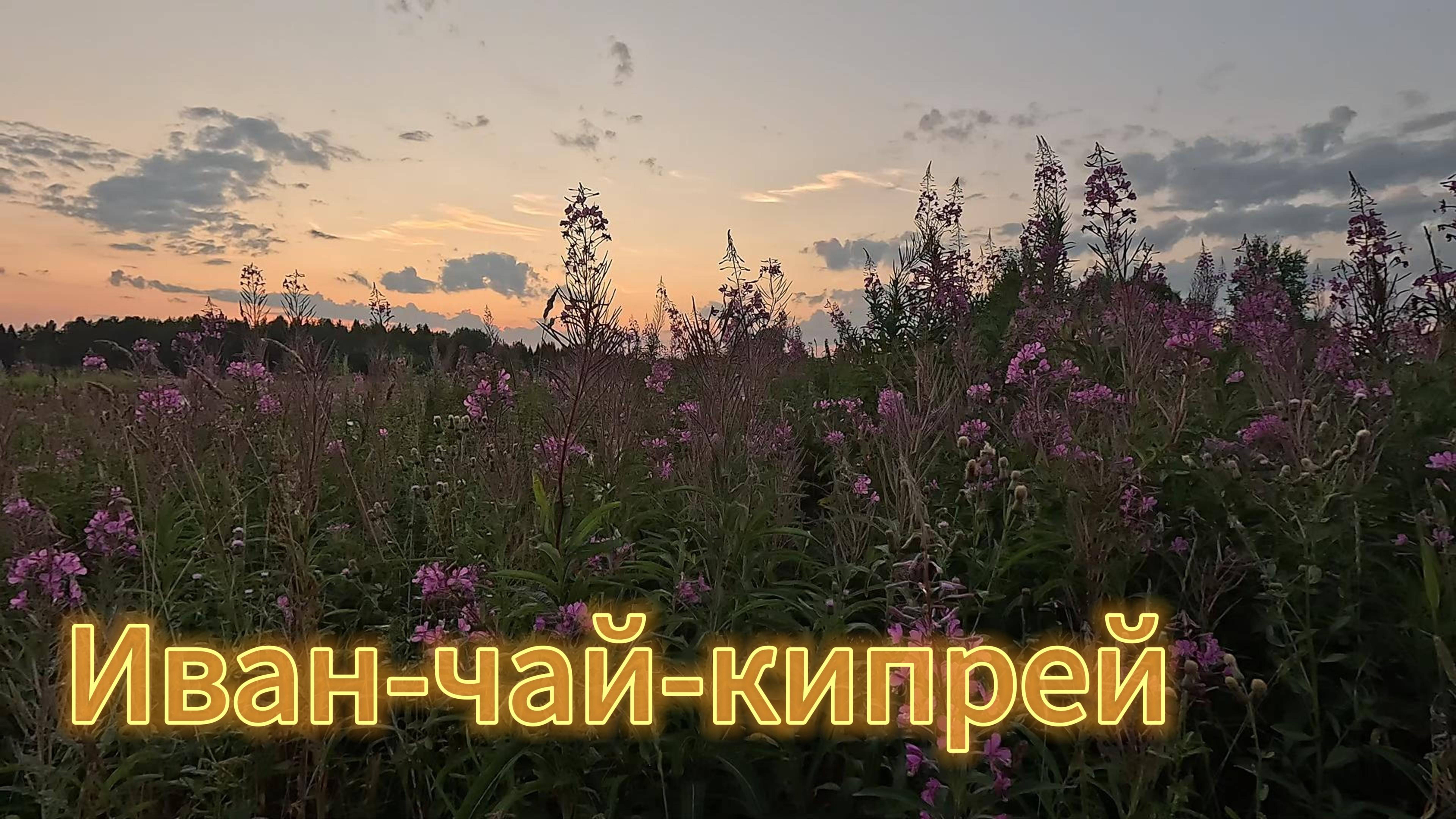 Интересные факты. Иван-чай.