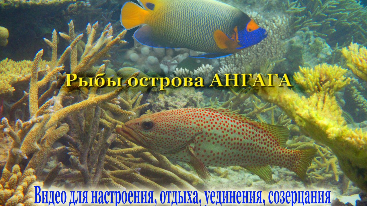 Сказочные рыбы и прекрасная «подводная» музыка.