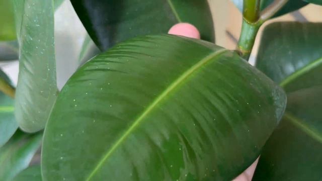 Полезное дело, о котором часто забывают. Чистка растений