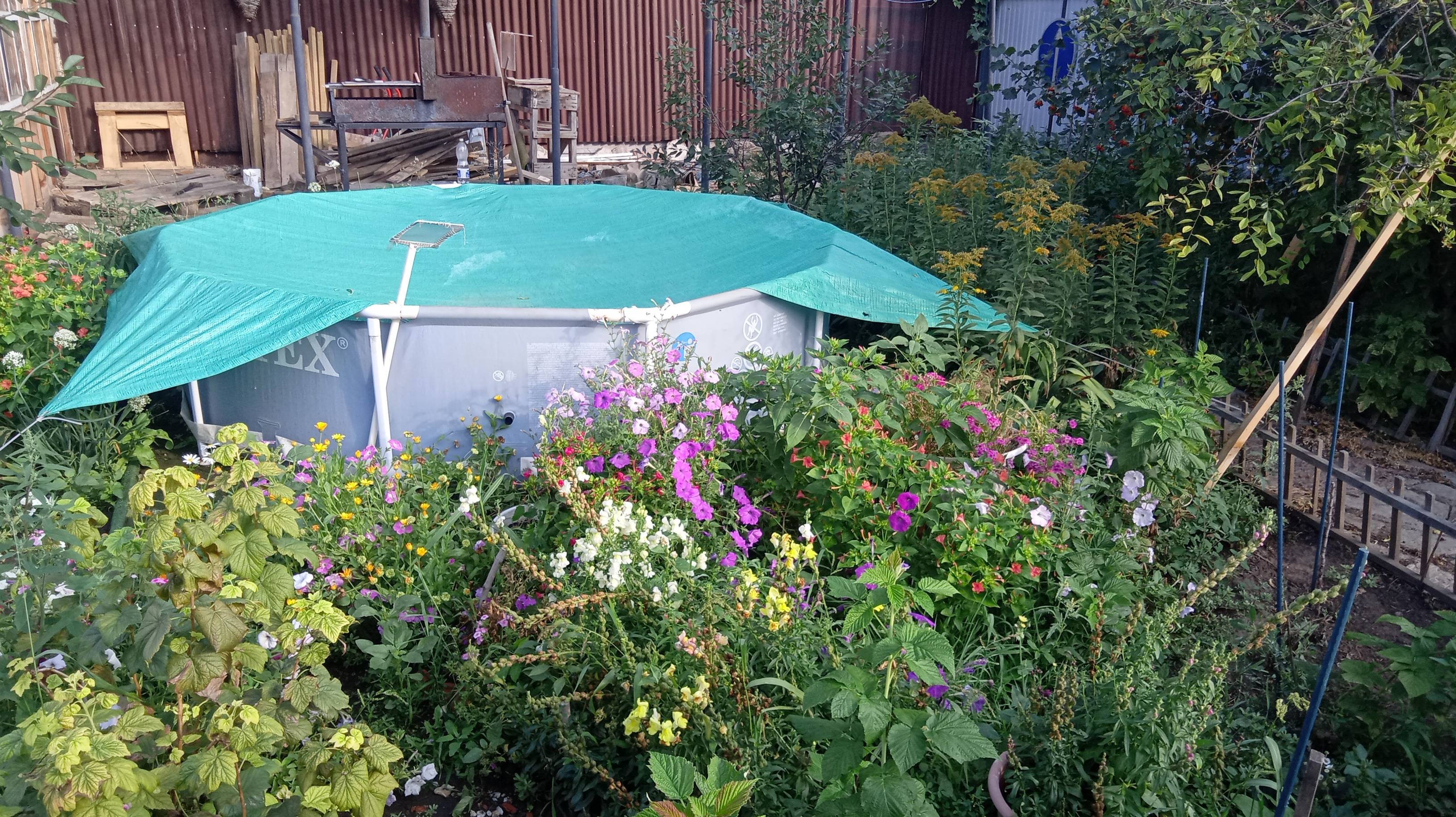 Вот такой урожай