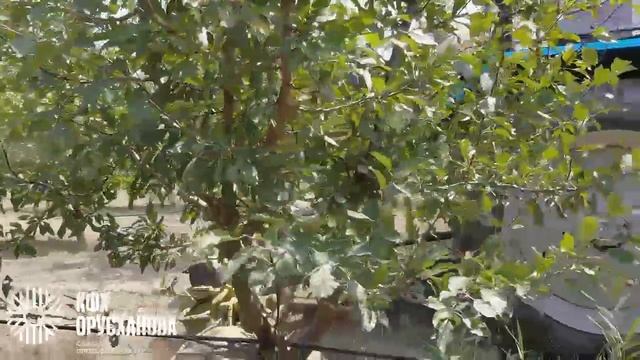 3 сезона Фреза Calderoni в сливовых садах Дагестана. Реальный опыт хозяйства КФХ "Орусханова"